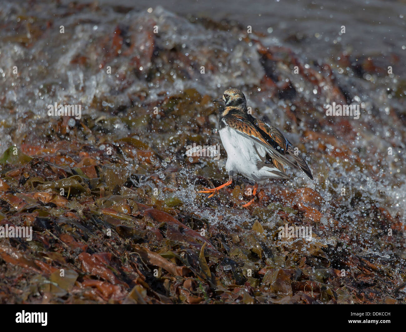 Wave hopping hi-res stock photography and images - Alamy