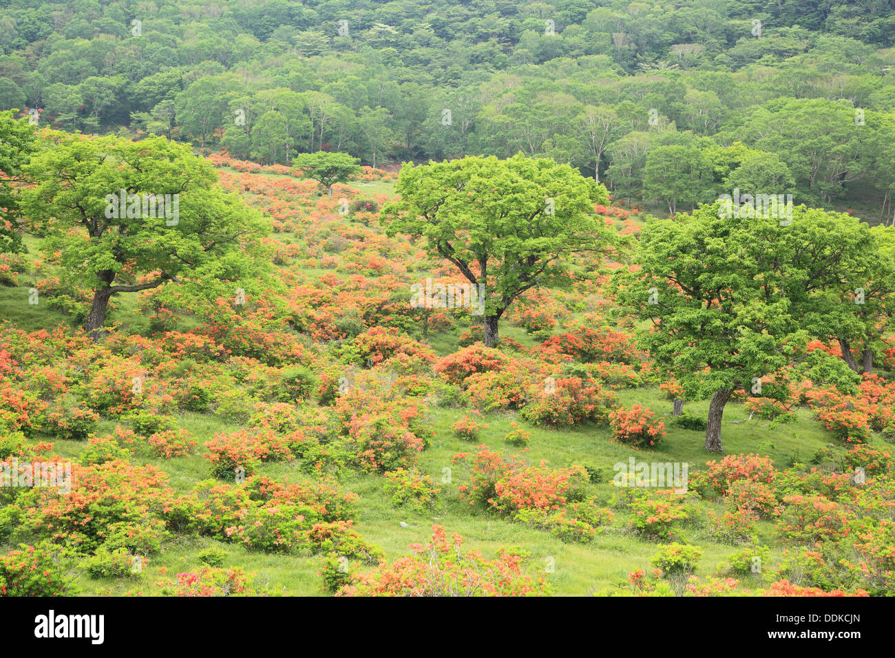 Japanese azalea of Mt. Akagi, Gunma, Japan Stock Photo - Alamy