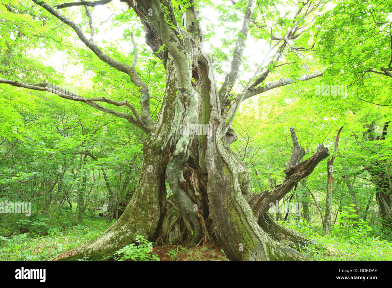 Primeval forest of Chestnut tree, Gunma, Japan Stock Photo - Alamy
