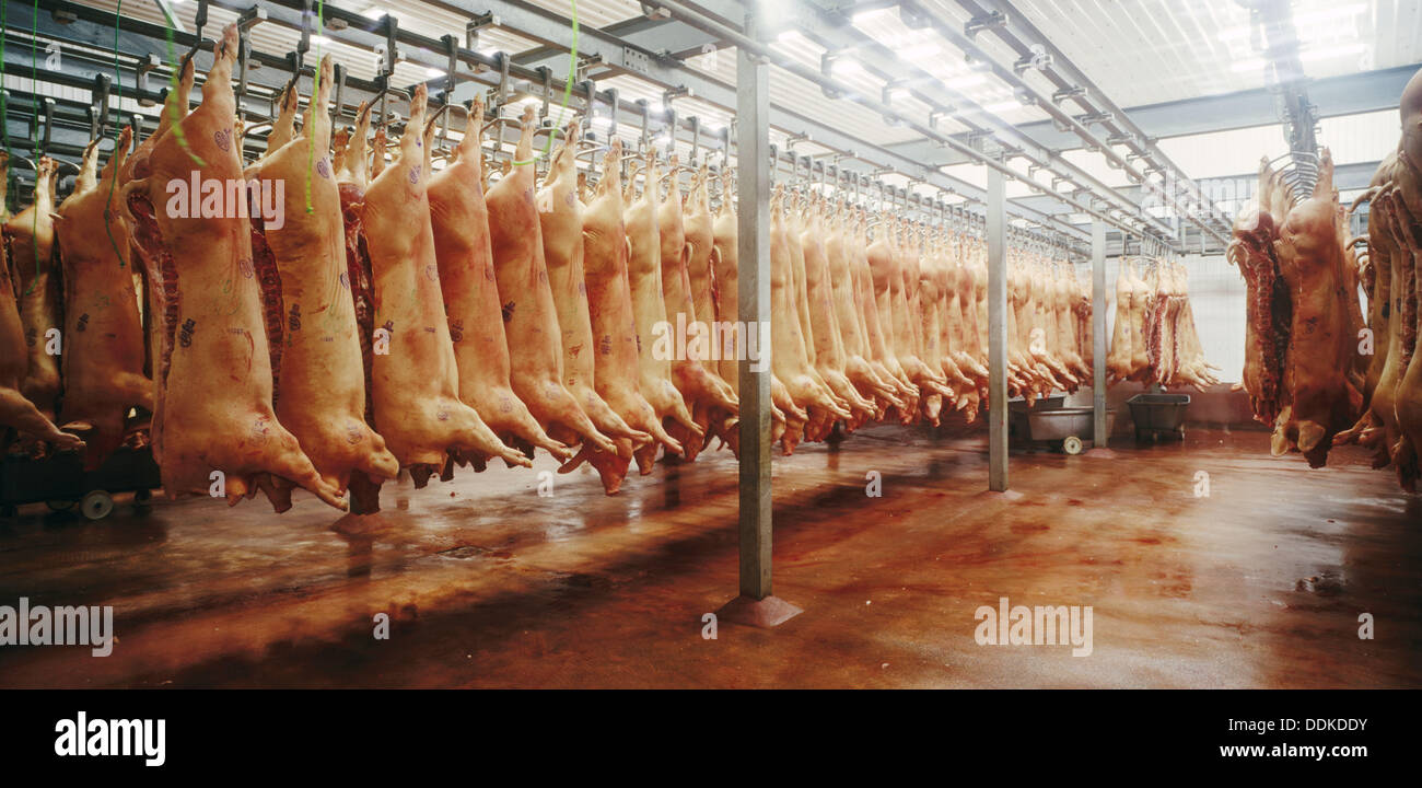 Inside Slaughterhouse High Resolution Stock Photography and Images - Alamy