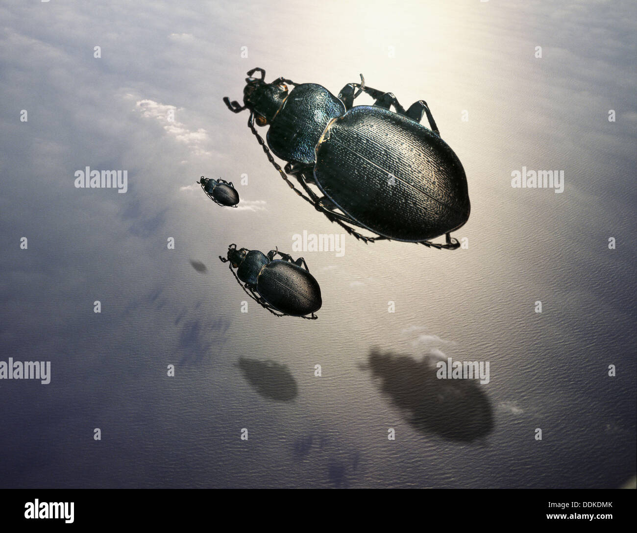 Beetles flight flying composite hi-res stock photography and images - Alamy