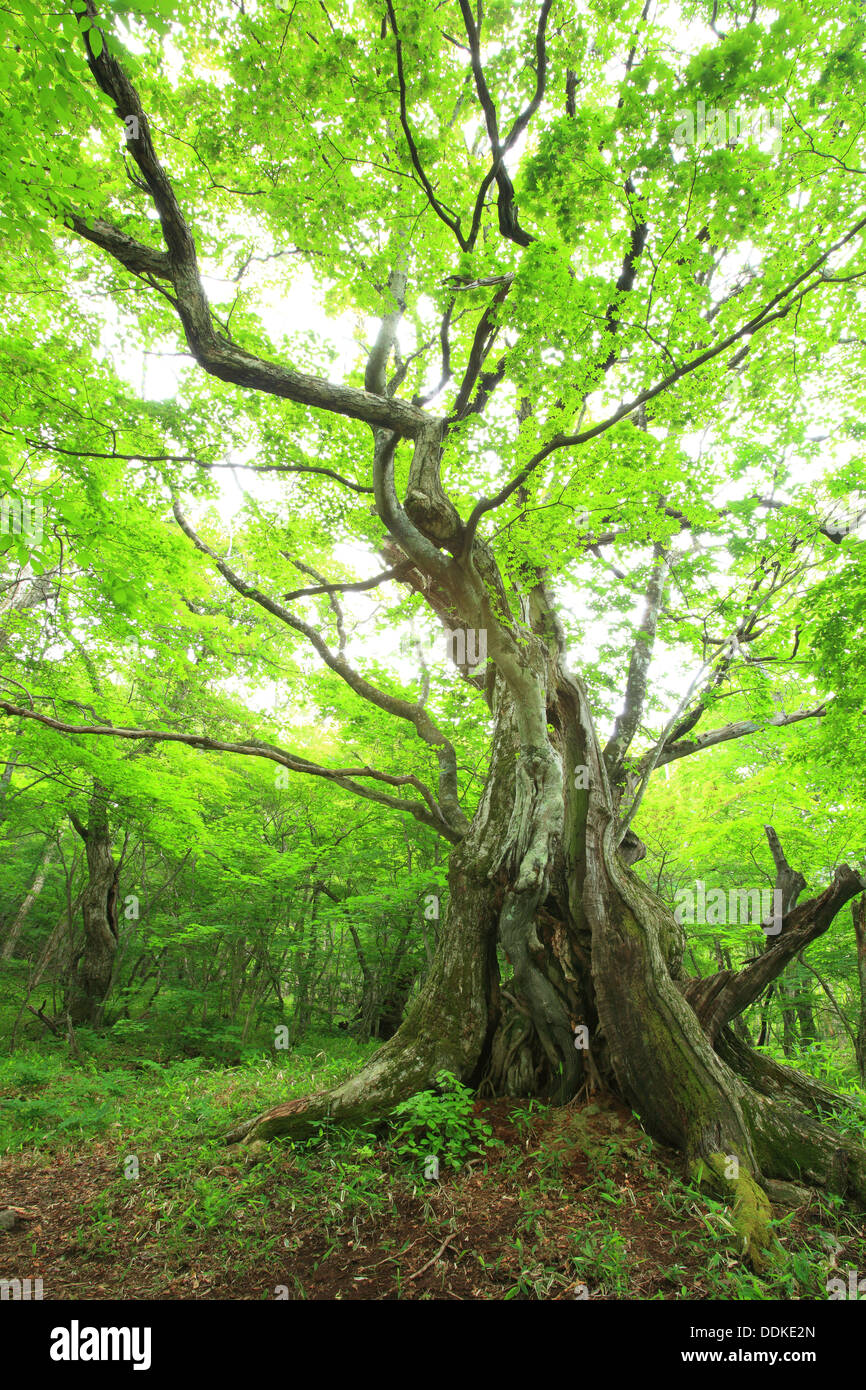Primeval forest of Chestnut tree, Gunma, Japan Stock Photo - Alamy