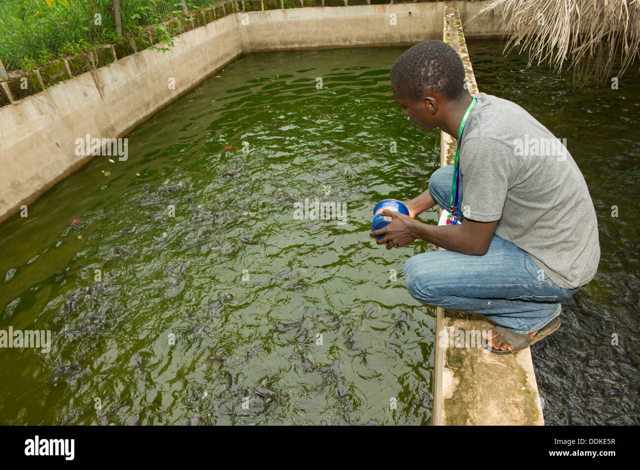 Man feeding fish hi-res stock photography and images - Alamy