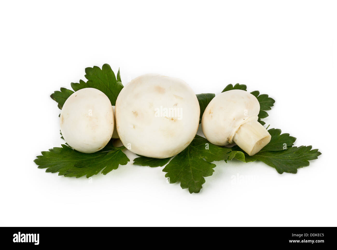 Shot group edible mushrooms Cut Out Stock Images & Pictures - Alamy