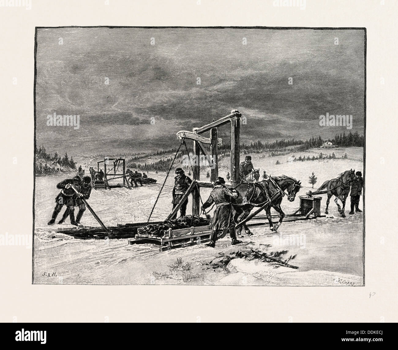 PRINCE EDWARD ISLAND, DIGGING MUSSEL MUD, CANADA, NINETEENTH CENTURY ...