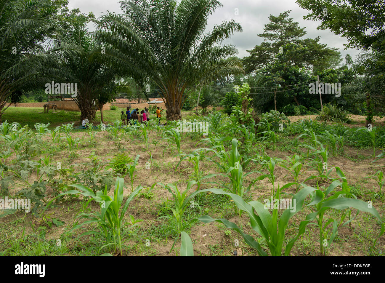 Nigeria farm hi-res stock photography and images - Alamy