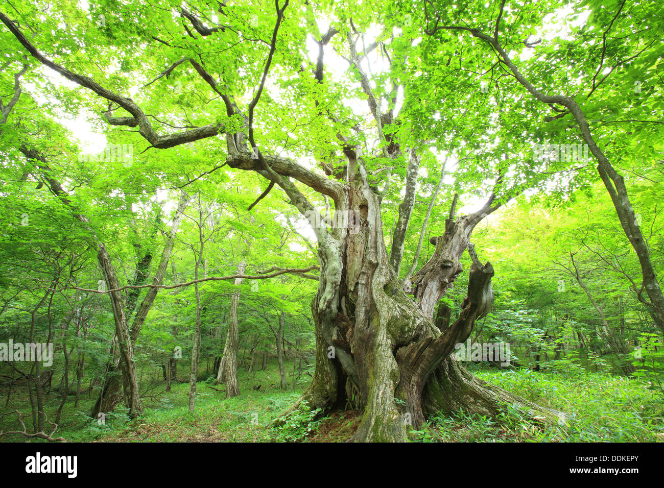 Big old chestnut tree hi-res stock photography and images - Alamy