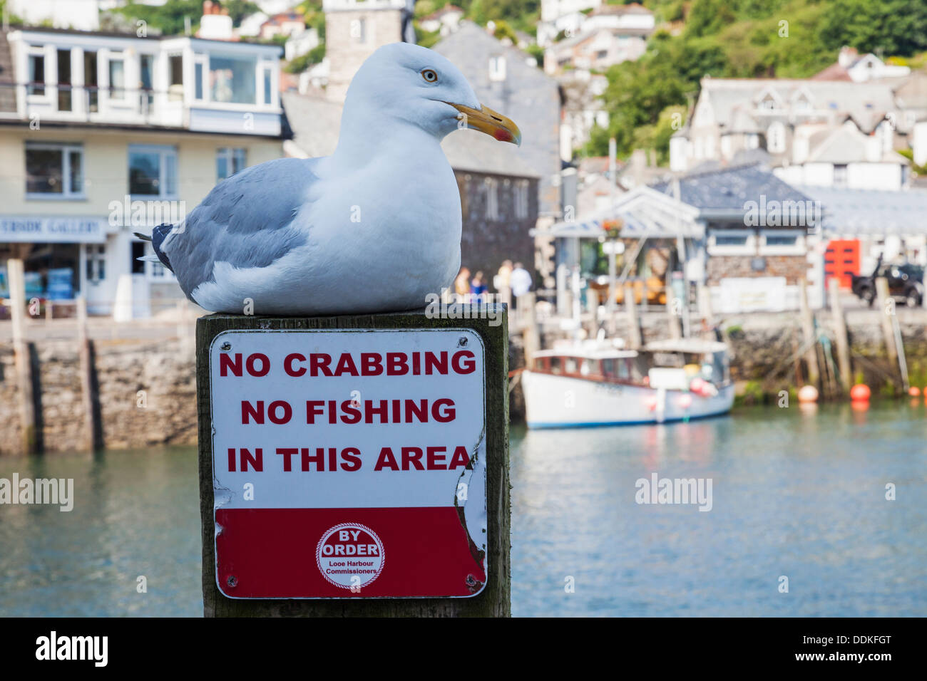 England, Cornwall, Looe, Seagull and Sign Stock Photo - Alamy