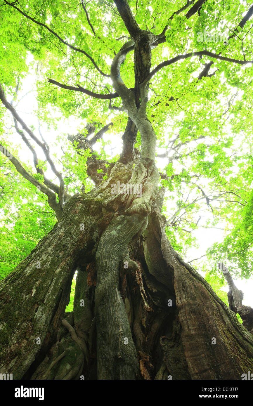 Akagi gunma hi-res stock photography and images - Alamy