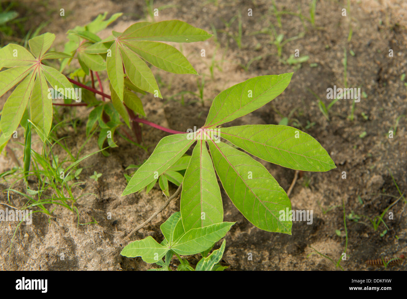 Cassava plant hi-res stock photography and images - Alamy