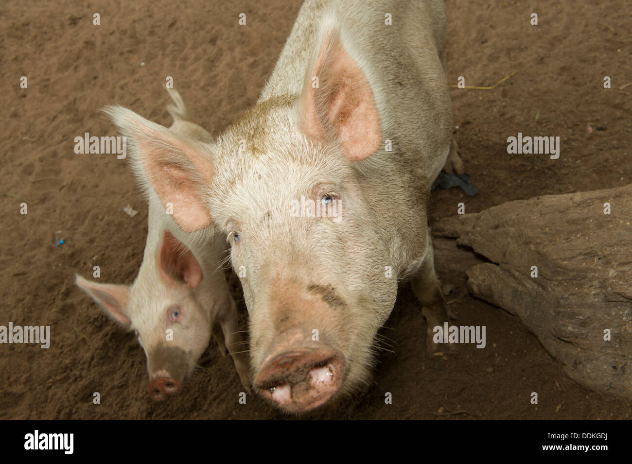 Pig eyes hi-res stock photography and images - Alamy