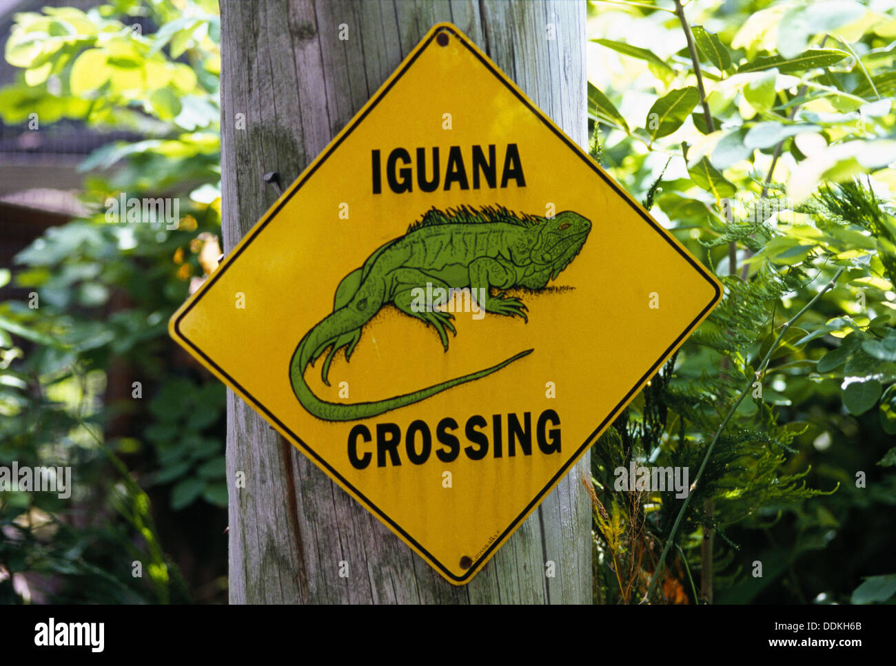 Grand bahama garden of the groves hi-res stock photography and images ...