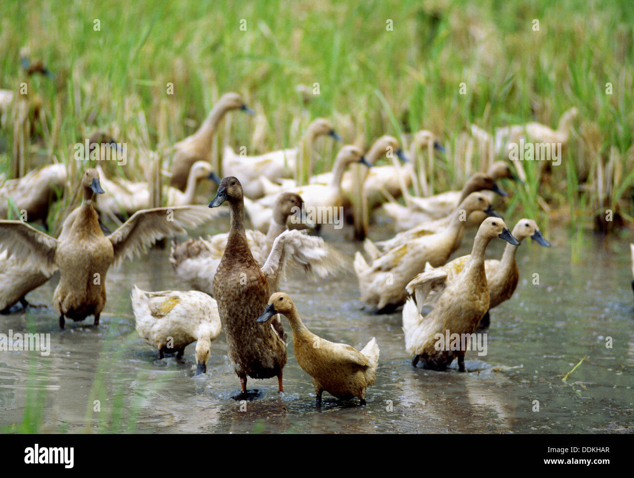 Ducks. Bali Island, Indonesia Stock Photo - Alamy