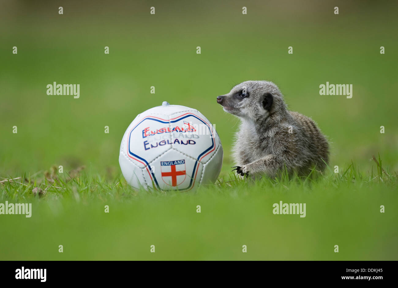 Animals playing football hi-res stock photography and images - Alamy