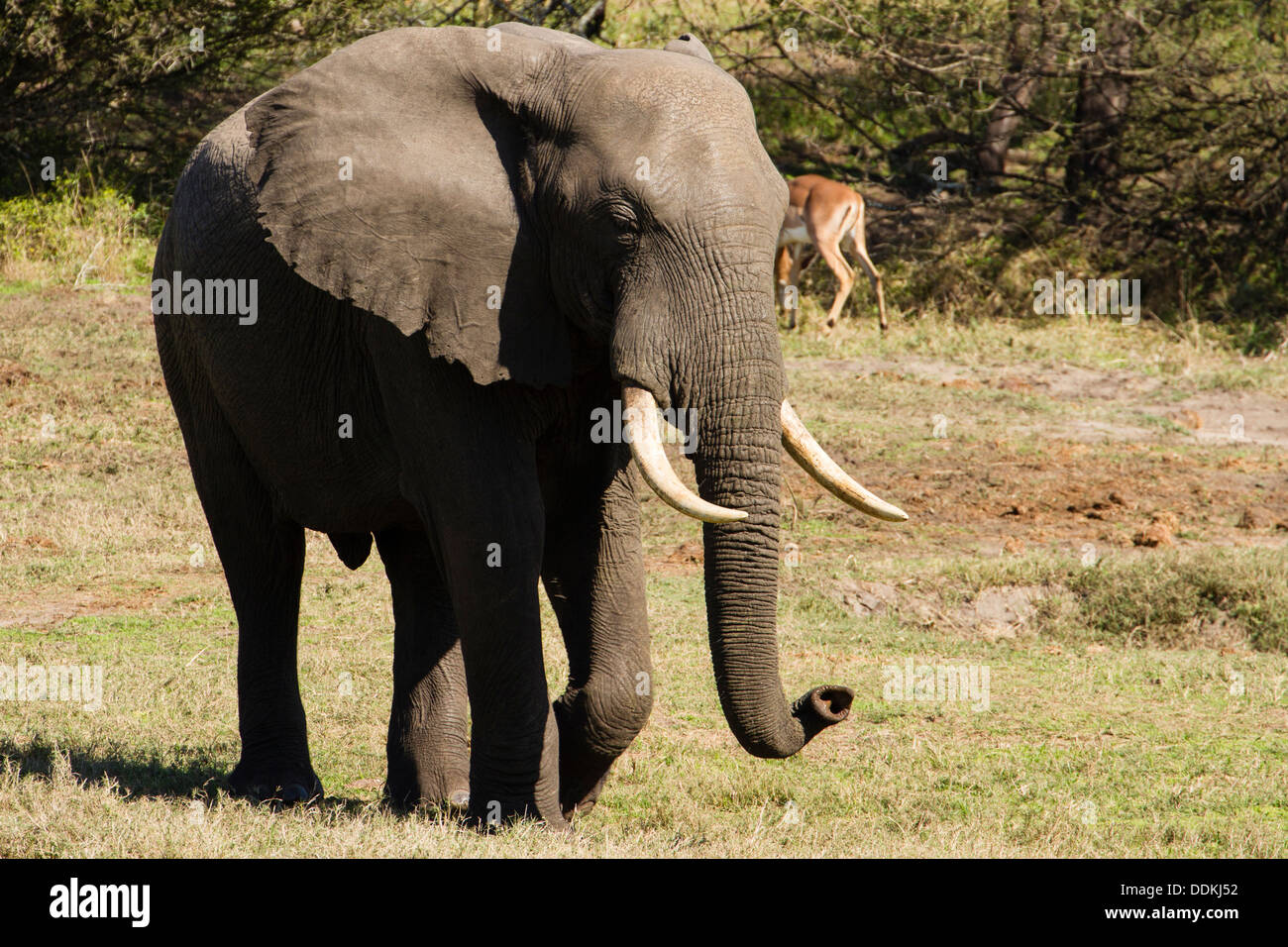 Male african elephant hi-res stock photography and images - Alamy