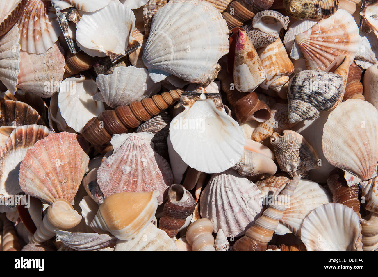Mixed sea shells hi-res stock photography and images - Alamy