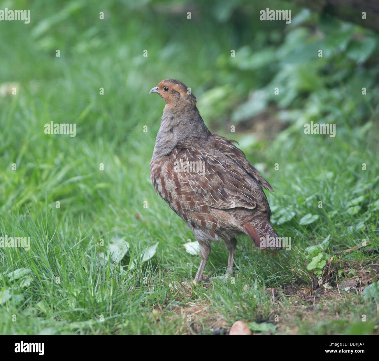 Perdixgame hi-res stock photography and images - Alamy