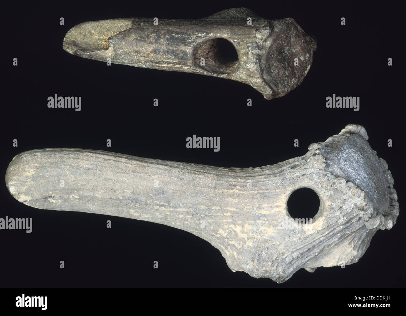 Prehistoric antler digging tools. Artist: Unknown Stock Photo - Alamy