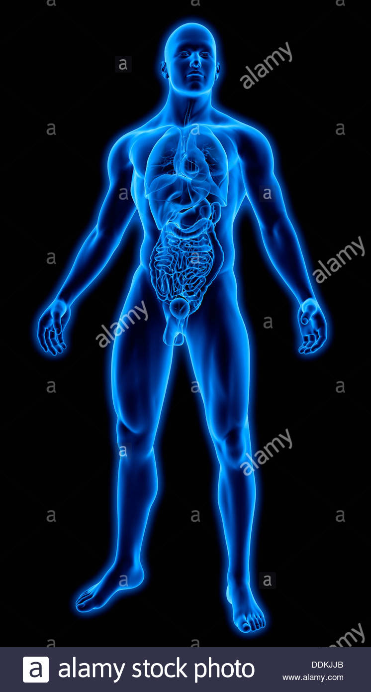 Transparent Human Body Internal Organs Stock Photos & Transparent Human ...