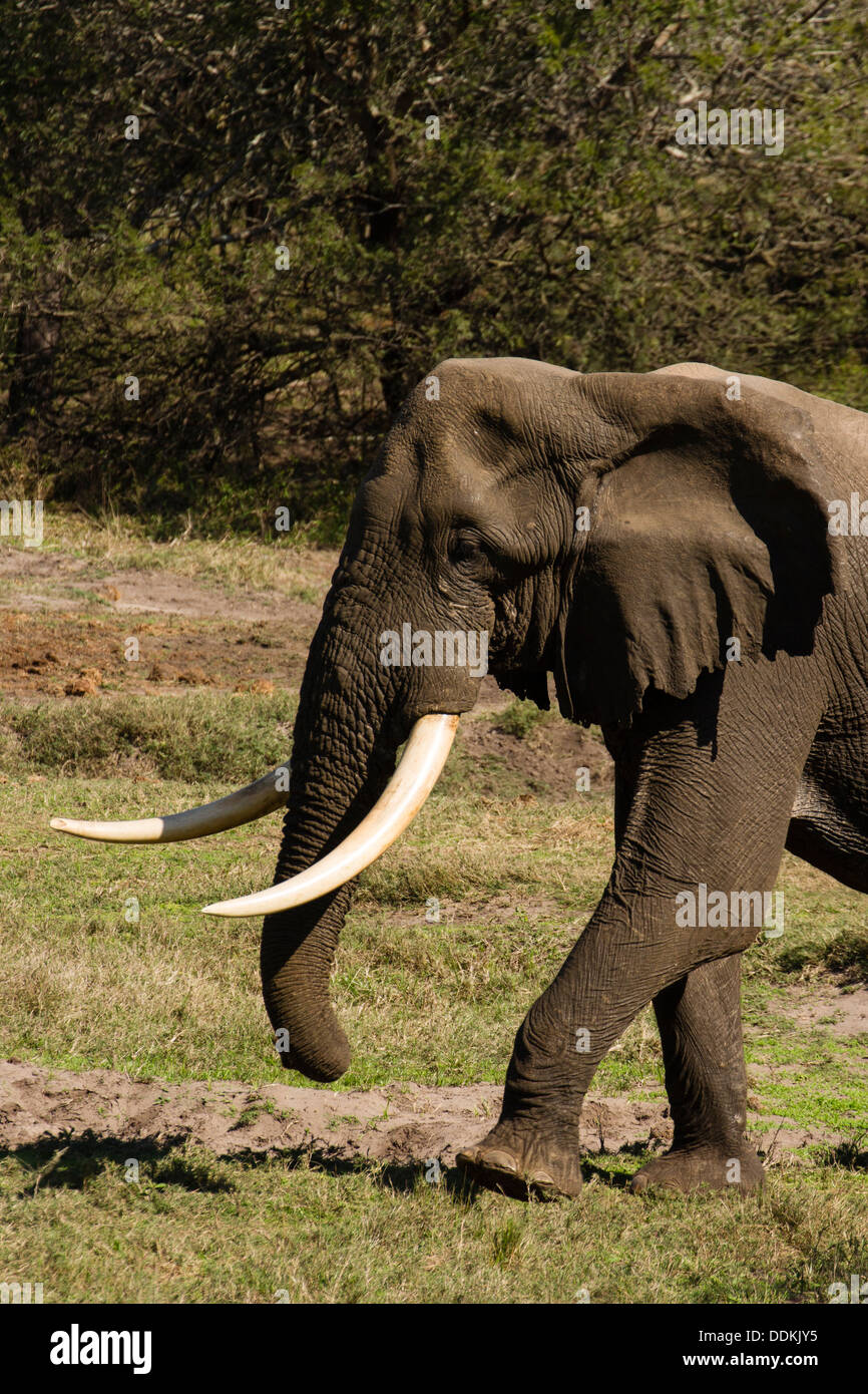 Elephant african male hi-res stock photography and images - Alamy