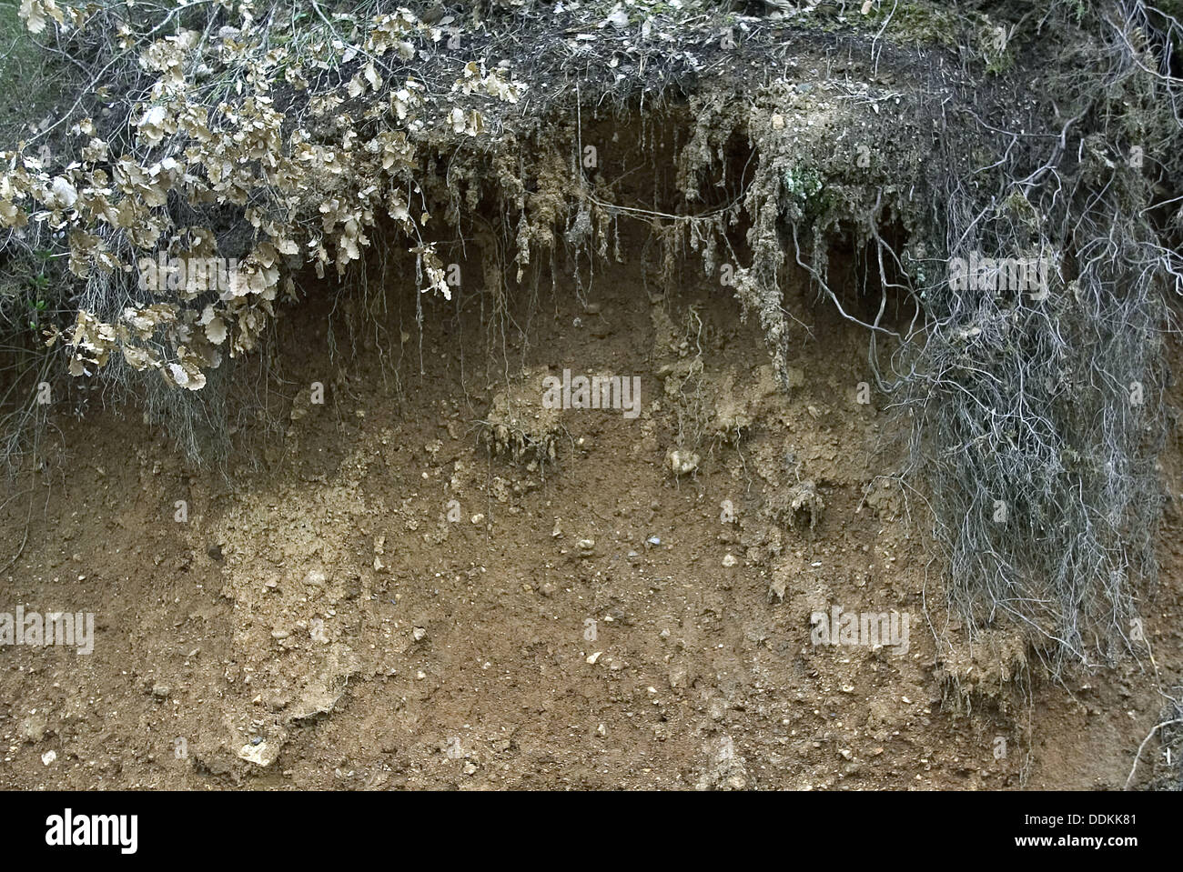Soil cross section humus hi-res stock photography and images - Alamy
