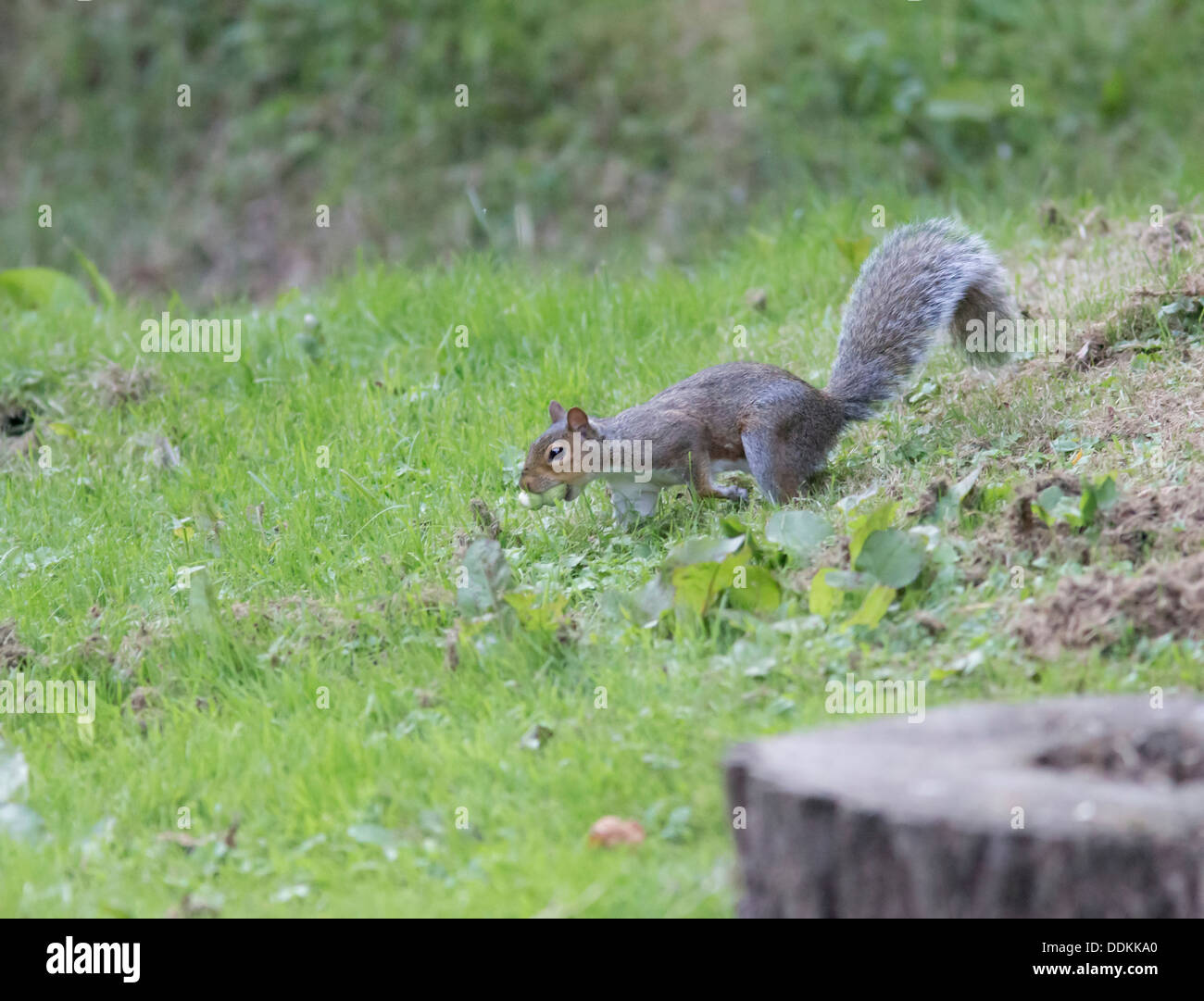 Grey squirrel gathering hazel nuts hi-res stock photography and images ...