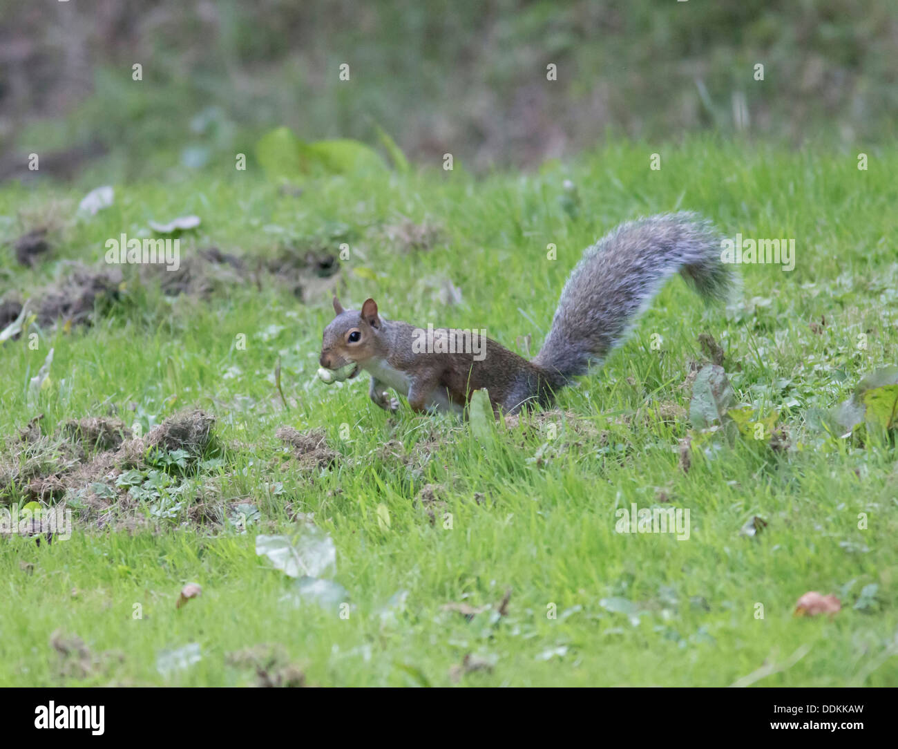 Grey squirrel collecting acorns hi-res stock photography and images - Alamy