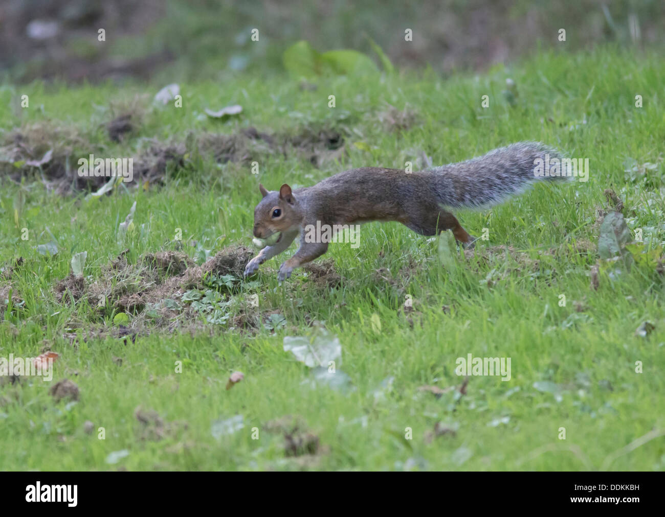 Grey squirrel collecting acorns hi-res stock photography and images - Alamy