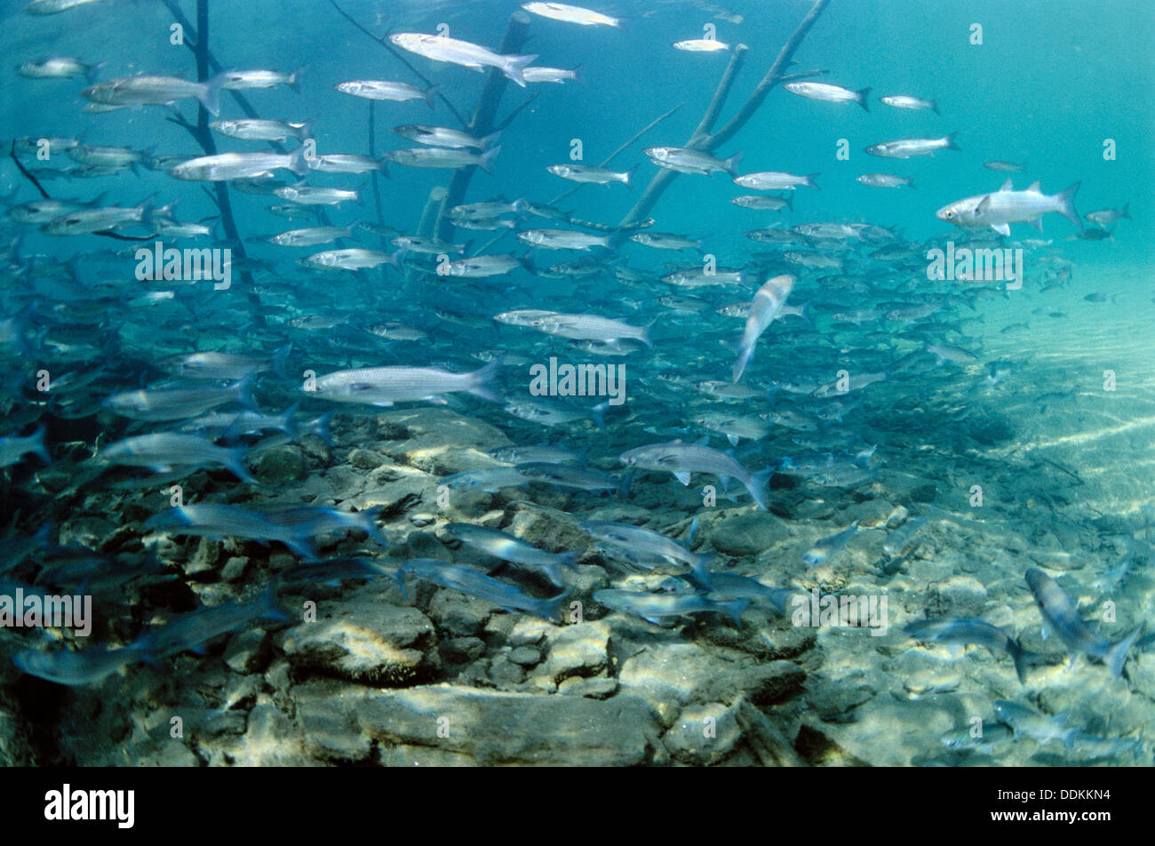 Thick lipped mullet chelon labrosus hi-res stock photography and images ...