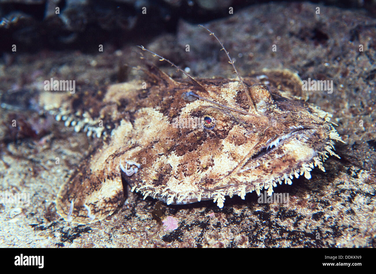 Anglerfish lophius piscatorius hi-res stock photography and images - Alamy