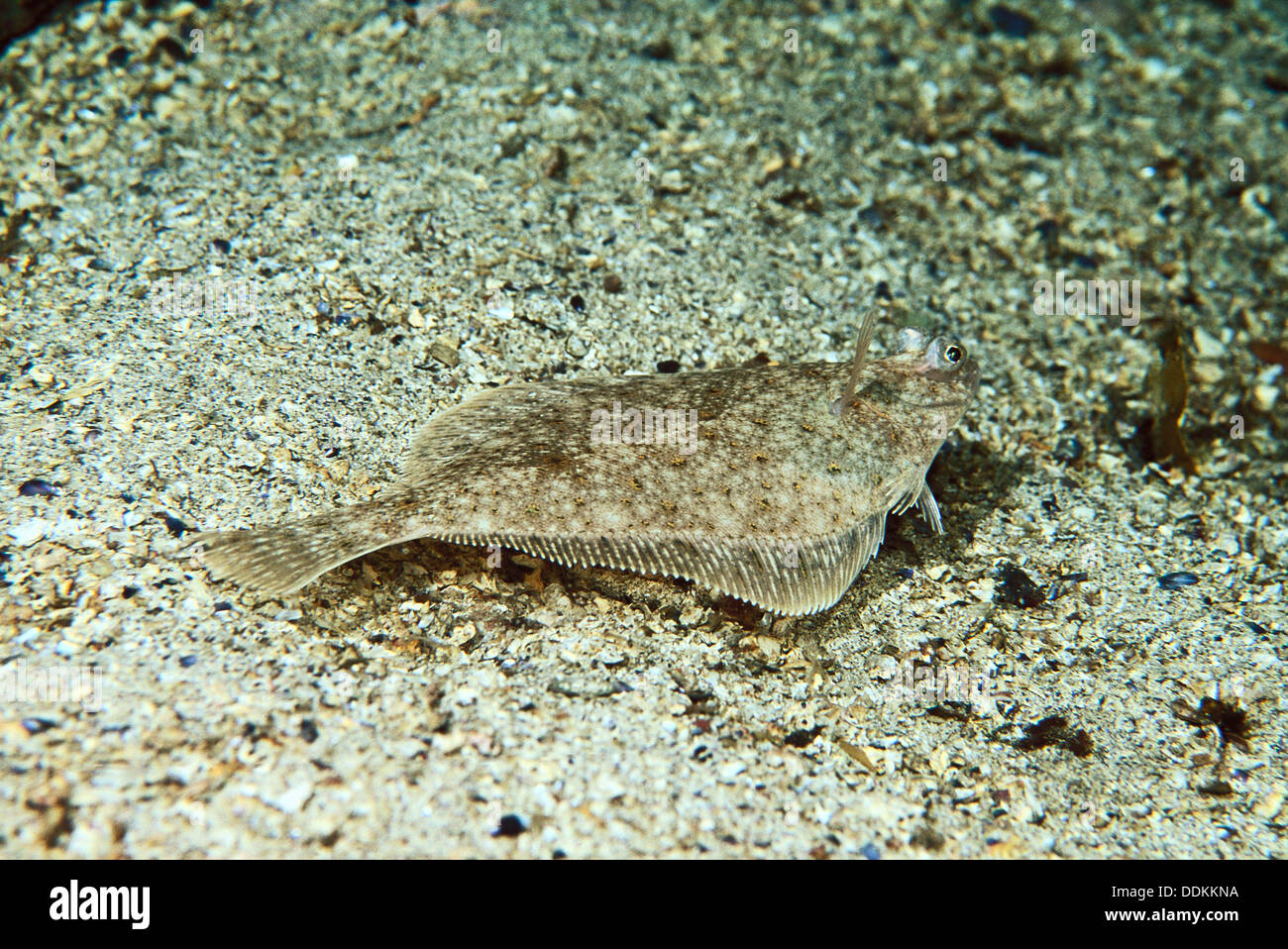 Dab limanda limanda hi-res stock photography and images - Alamy