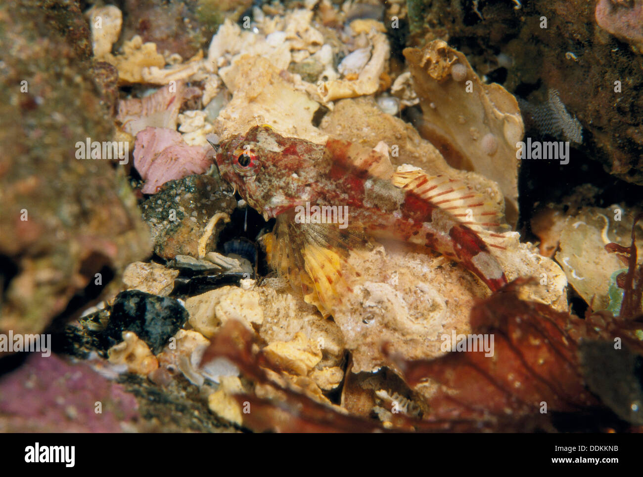 Sea scorpion taurulus bubalis hi-res stock photography and images - Alamy