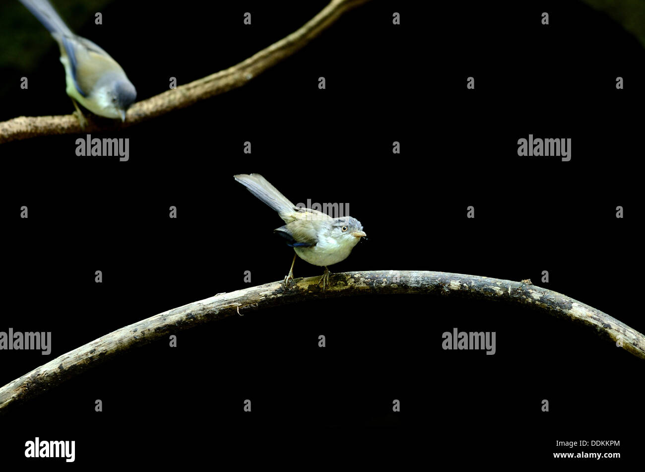 beautiful Blue-winged Minla (Minla cyanouroptera) in Thai forest Stock ...