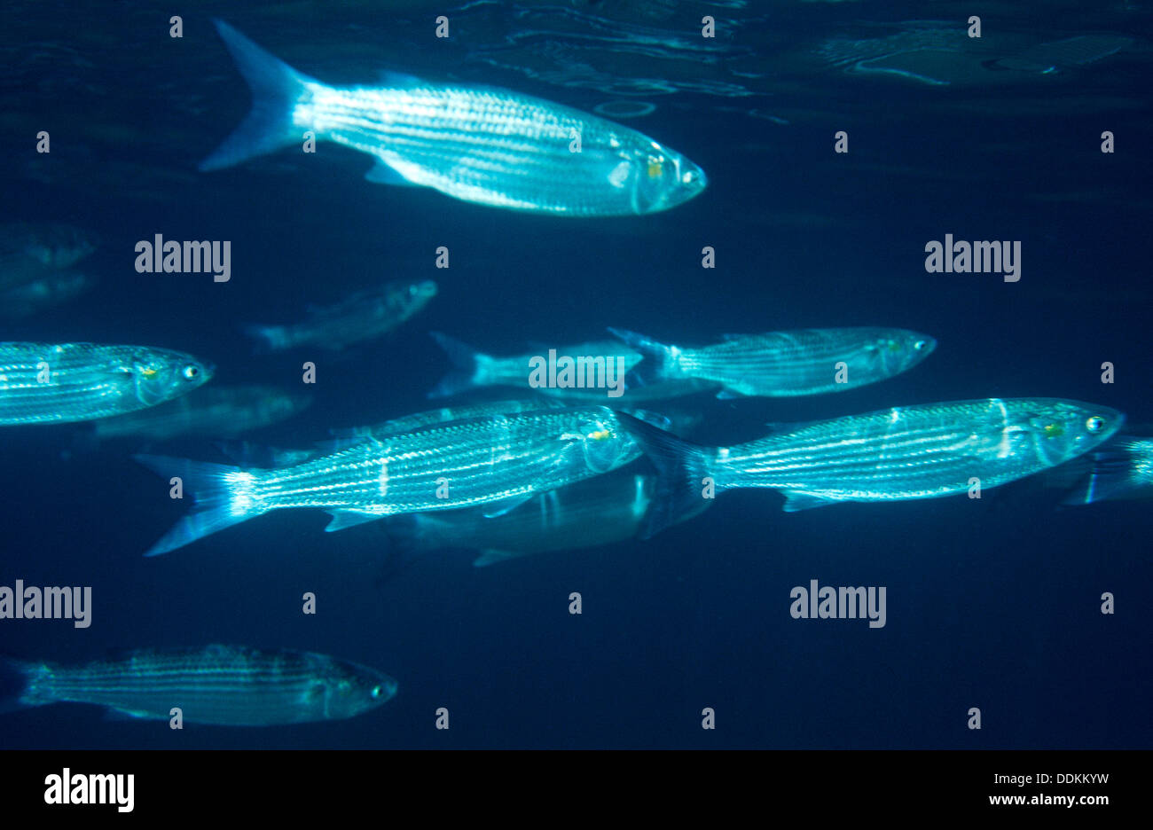 Golden grey mullet hi-res stock photography and images - Alamy