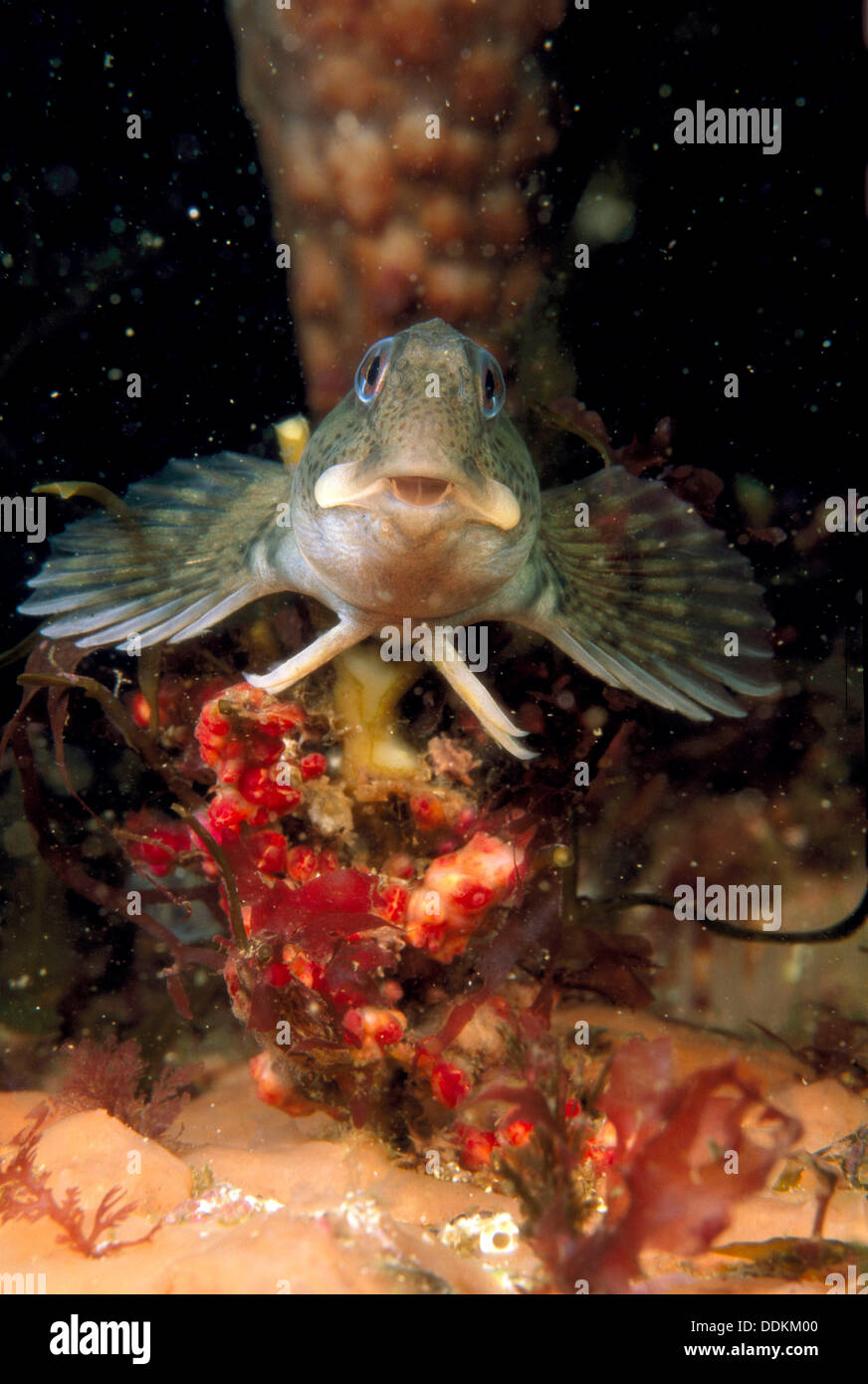 Lipophrys pholis hi-res stock photography and images - Alamy