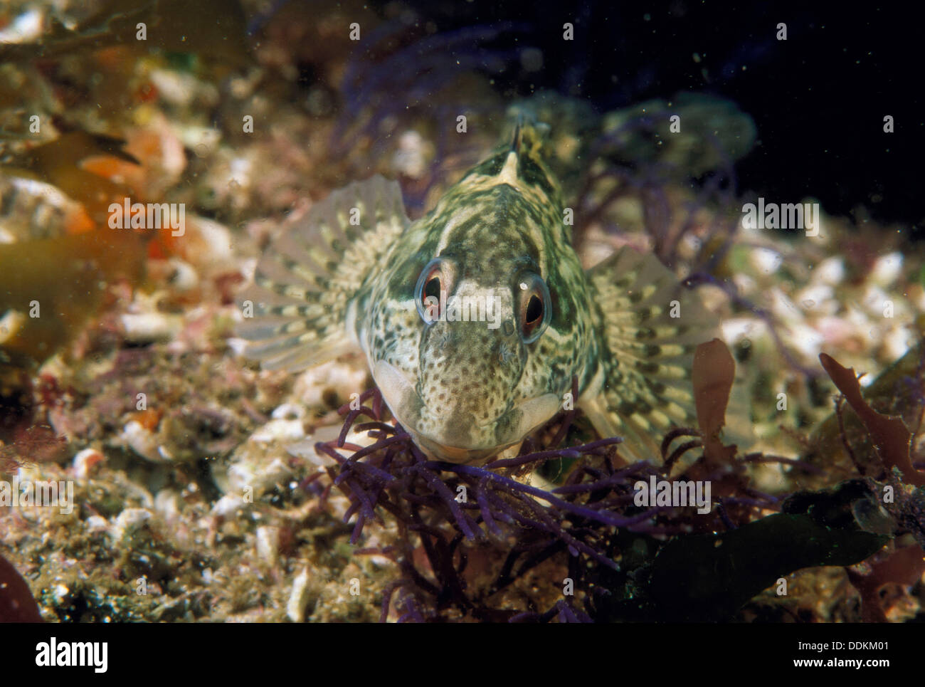 Lipophrys pholis hi-res stock photography and images - Alamy