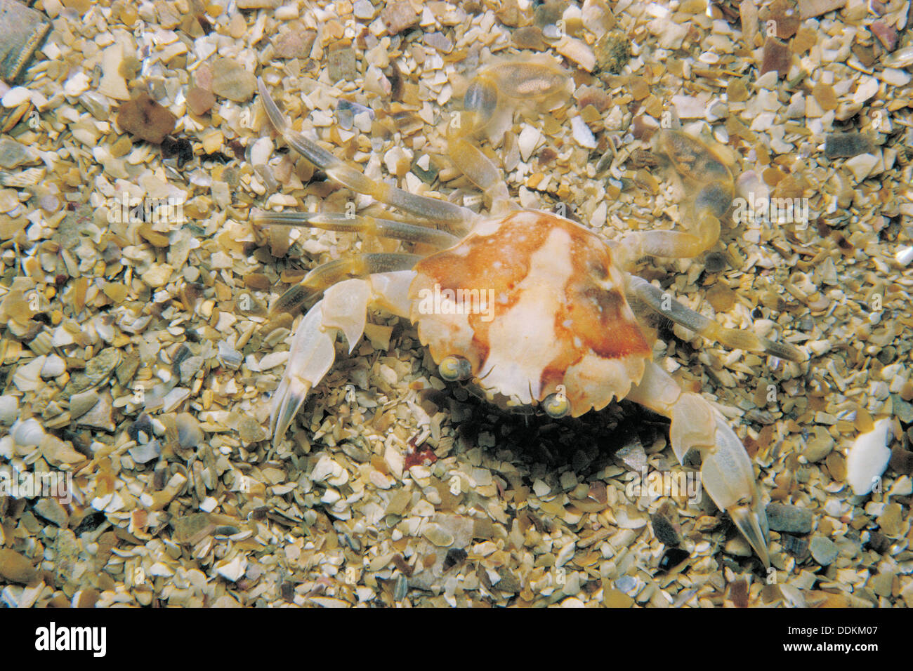 Marbled swimming crab liocarcinus marmoreus hi-res stock photography ...