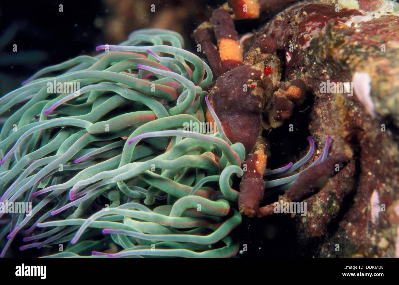 Long legged spider crab hi-res stock photography and images - Alamy