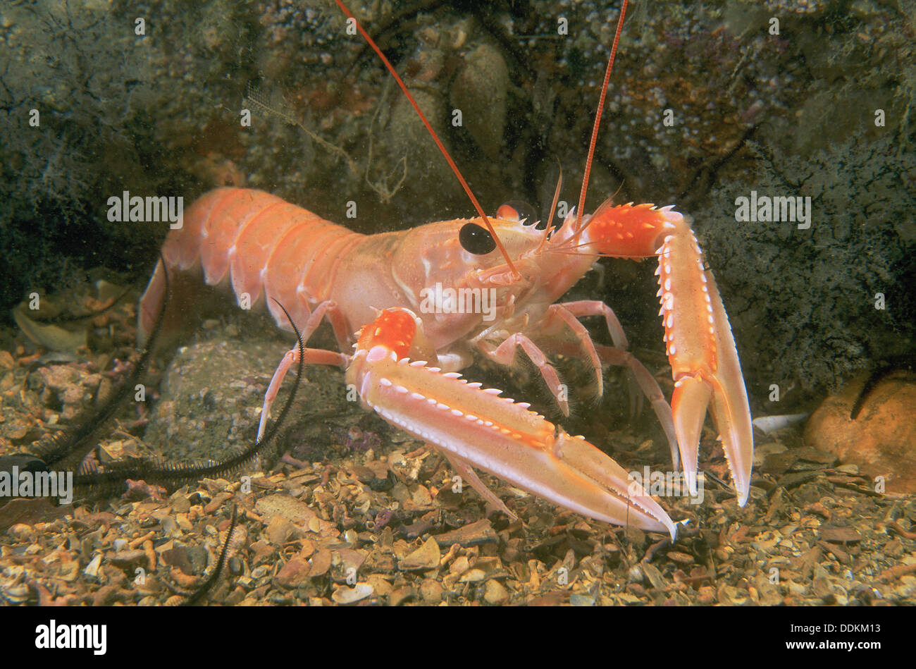 Norway lobster fauna hi-res stock photography and images - Alamy