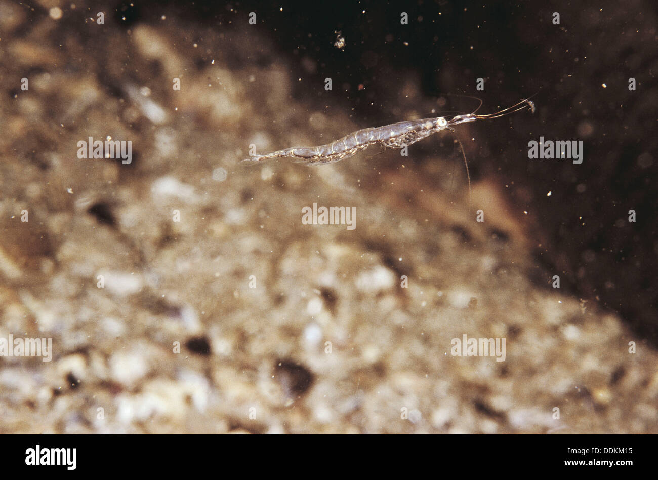 Mysidacea hi-res stock photography and images - Alamy