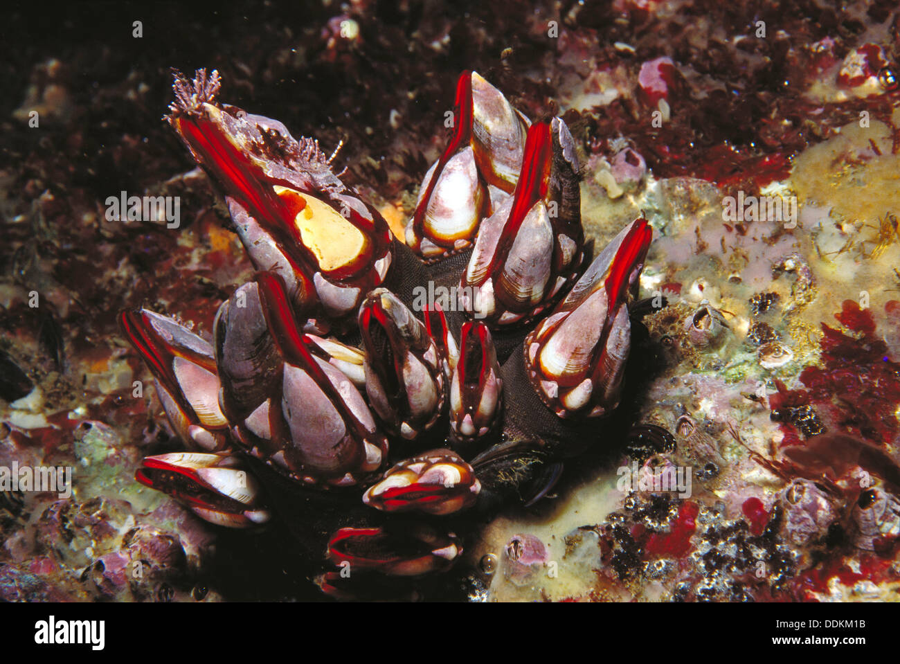 Barnacle pollicipes cornucopia galicia hi-res stock photography and ...