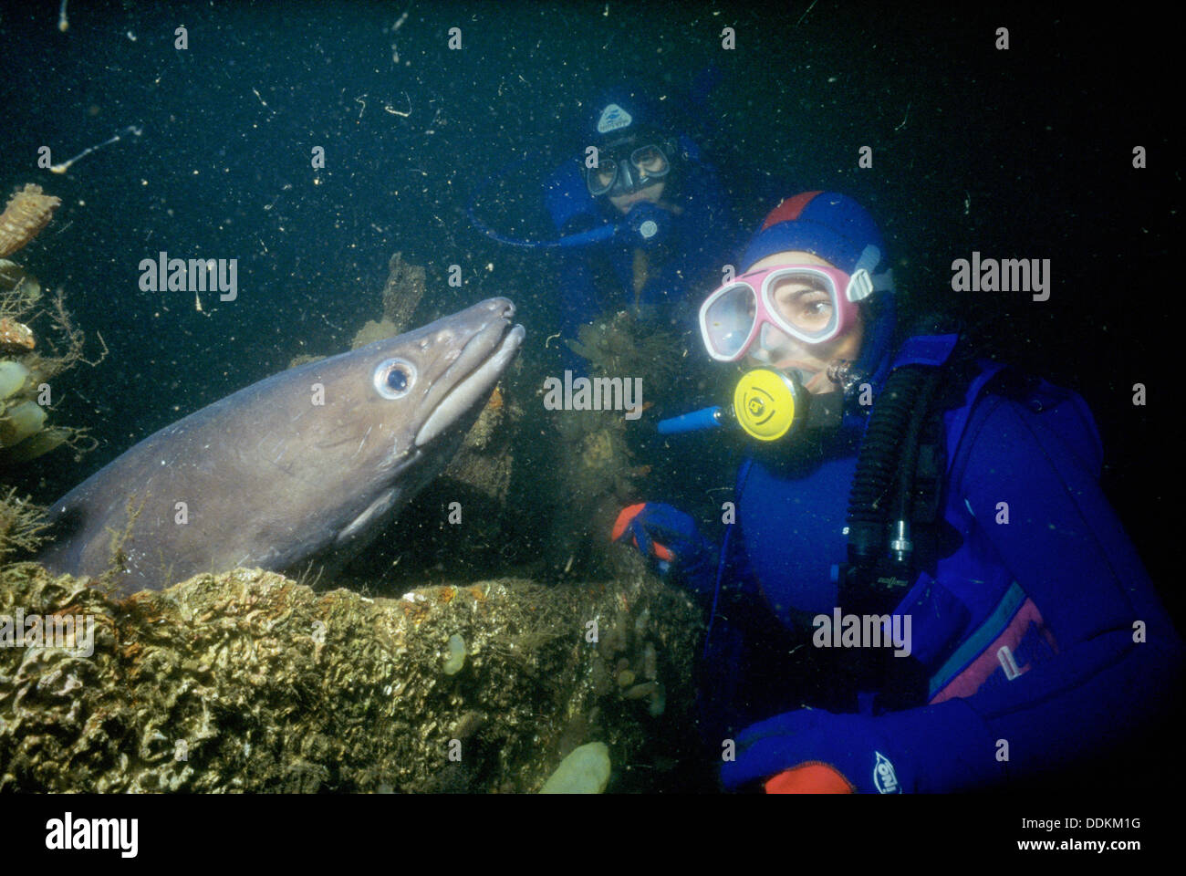 Diver conger eel hi-res stock photography and images - Alamy