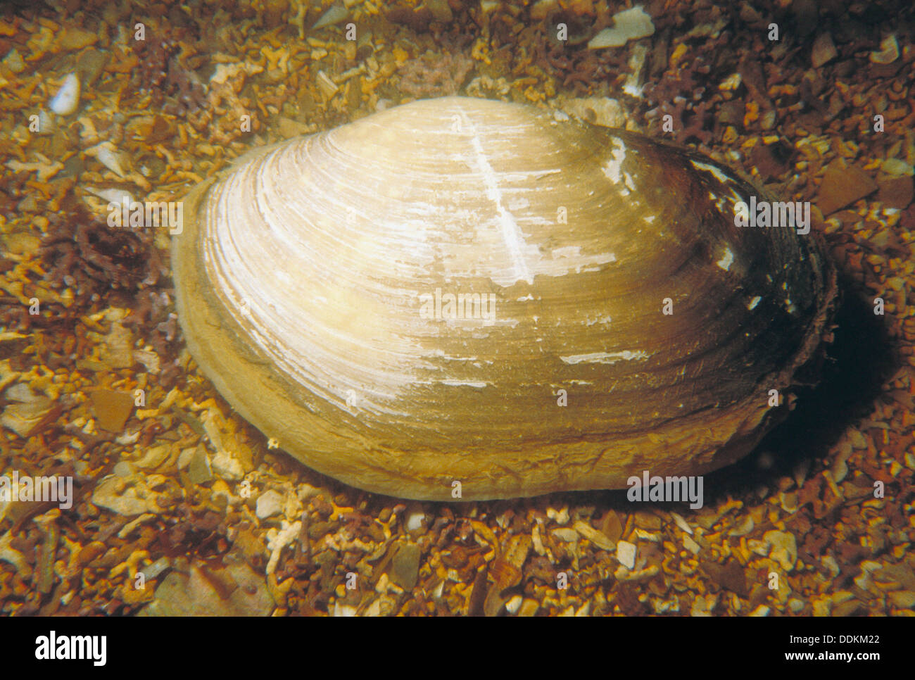 Trough shell hi-res stock photography and images - Alamy
