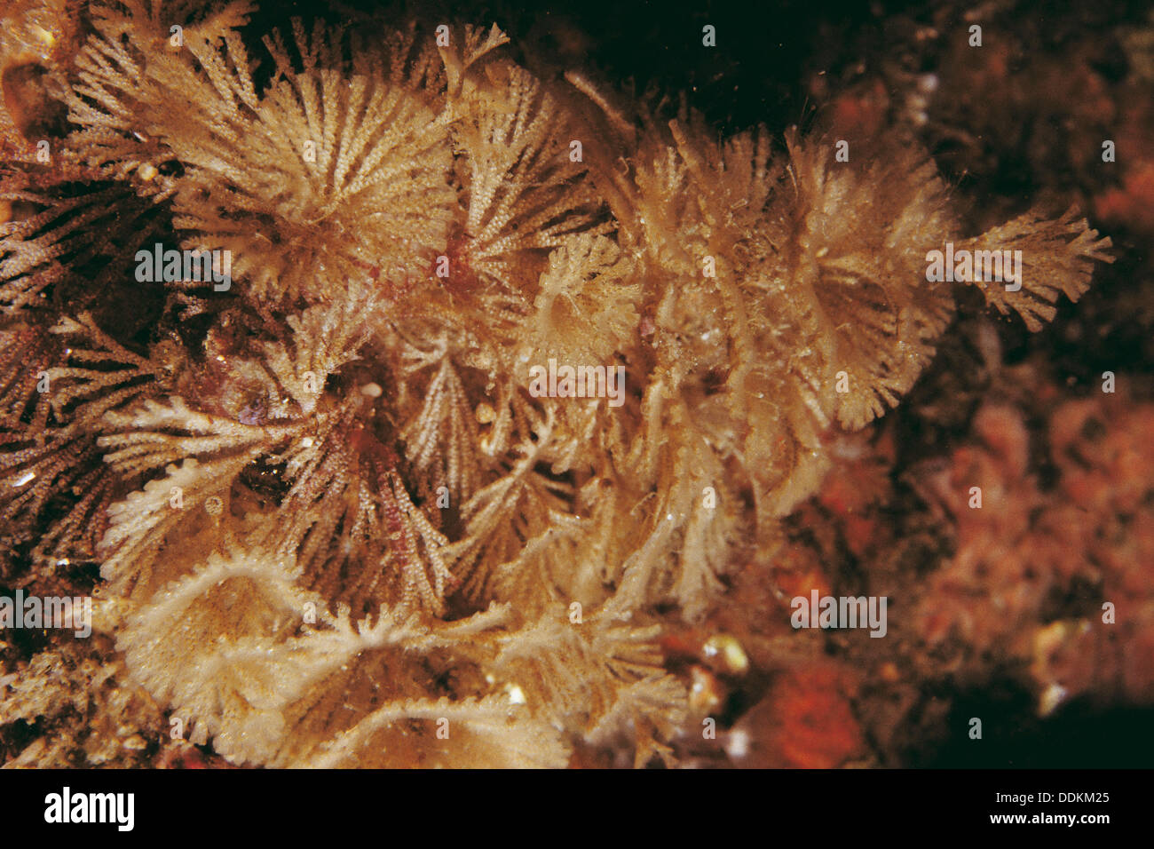 Bugula plumosa hi-res stock photography and images - Alamy