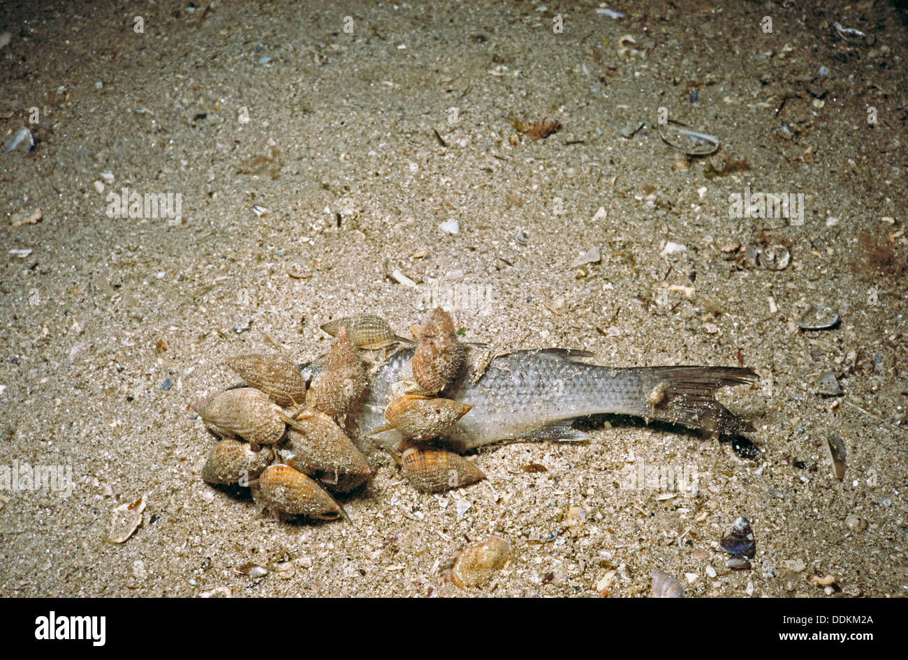 Nassarius reticulatus hi-res stock photography and images - Alamy