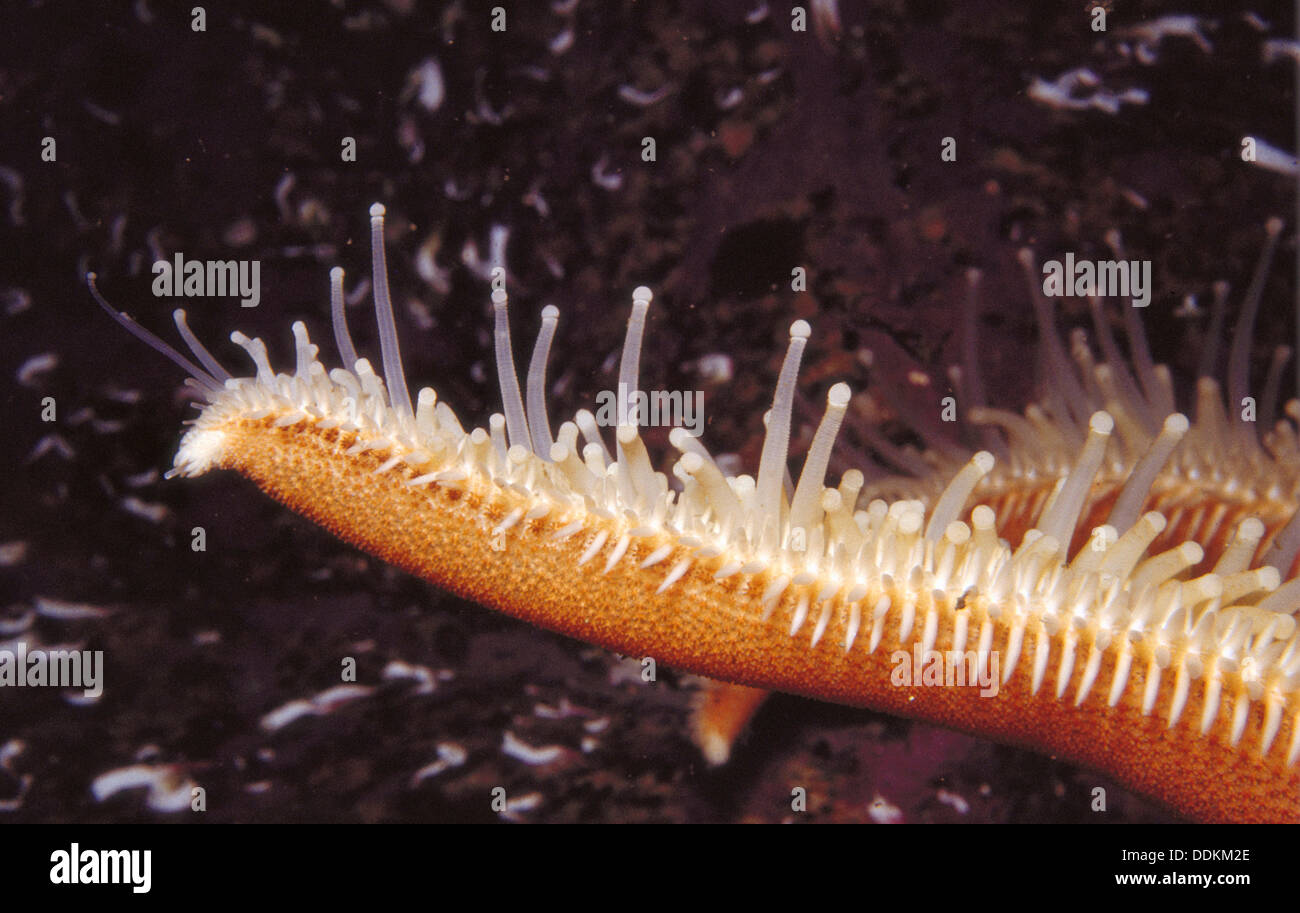 Seven Armed Starfish High Resolution Stock Photography and Images - Alamy