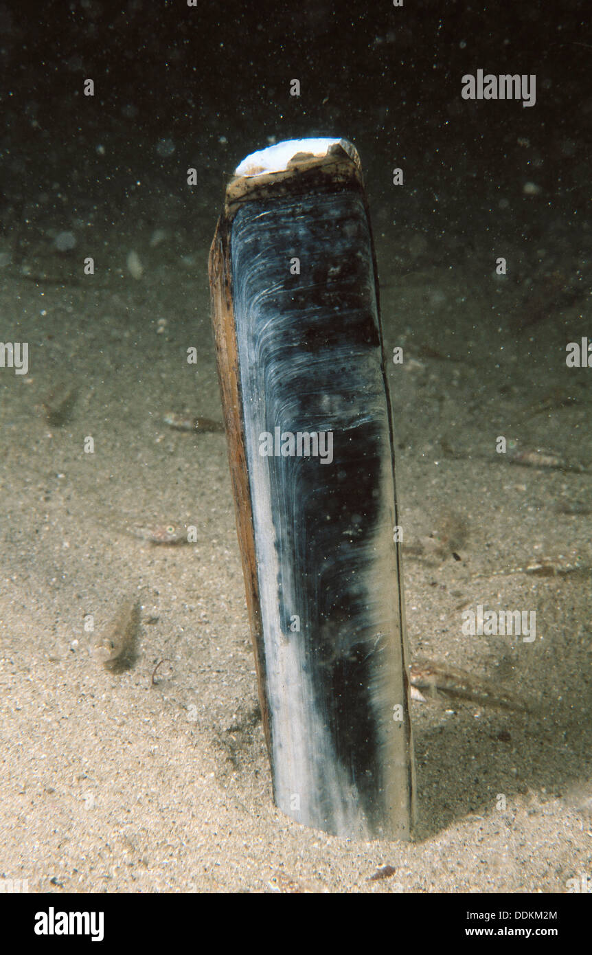 Solen marginatus hi-res stock photography and images - Alamy