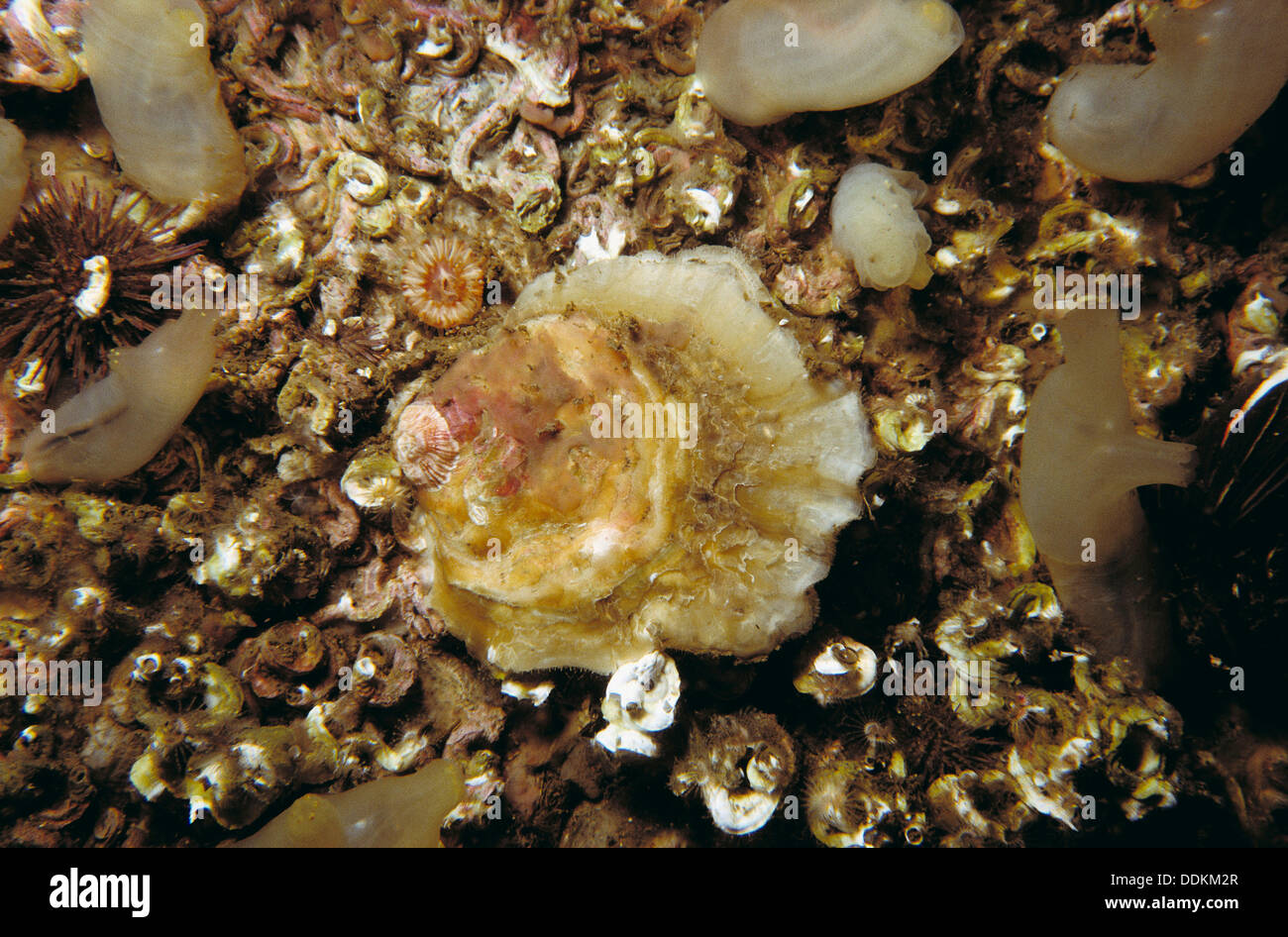 Edible oyster ostrea edulis galicia hi-res stock photography and images ...