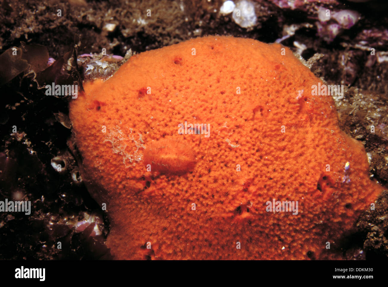 Spinther oniscoides hi-res stock photography and images - Alamy