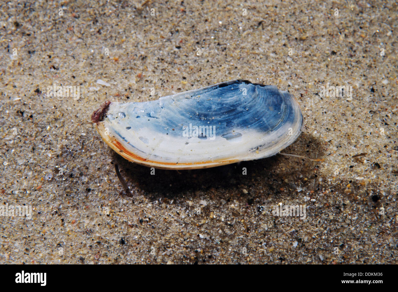 Pandora image hi-res stock photography and images - Alamy